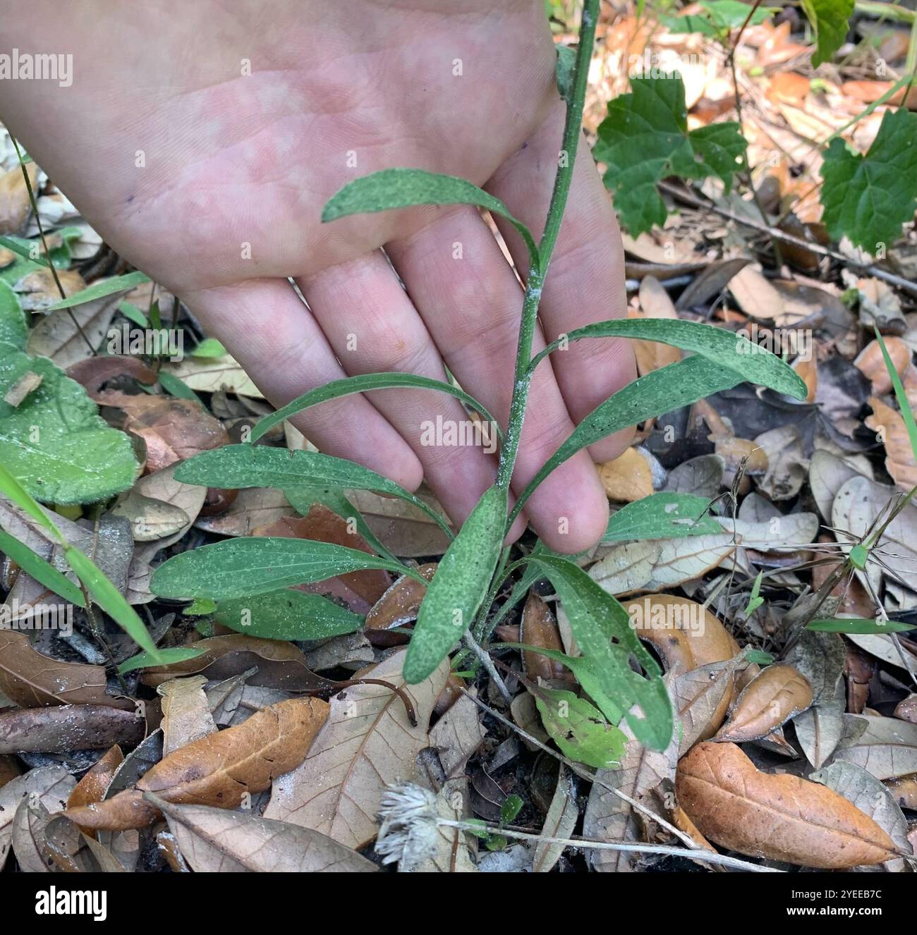 common rough fleabane (Erigeron strigosus strigosus Stock Photo - Alamy