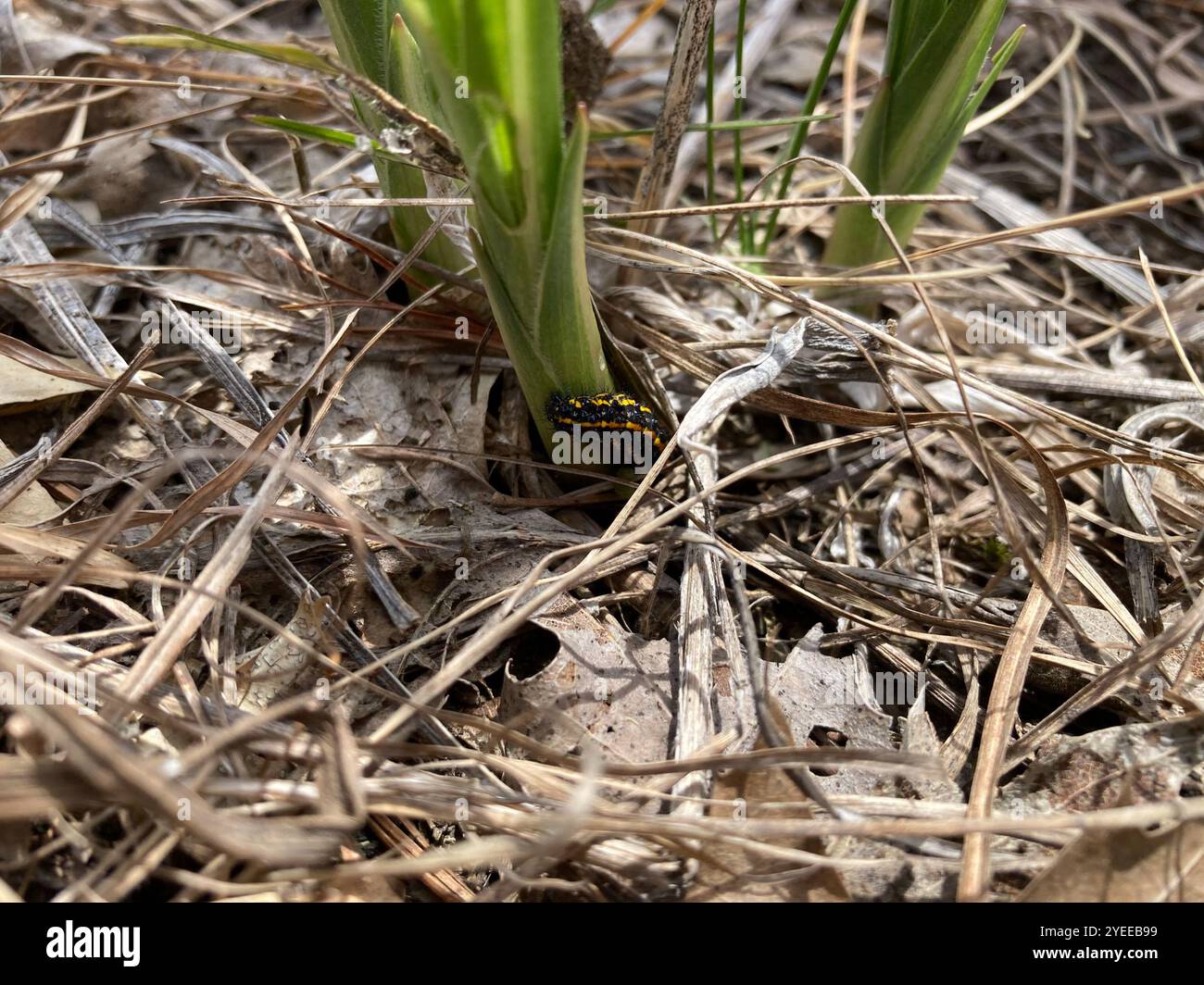 Reversed Haploa Moth (Haploa reversa Stock Photo - Alamy