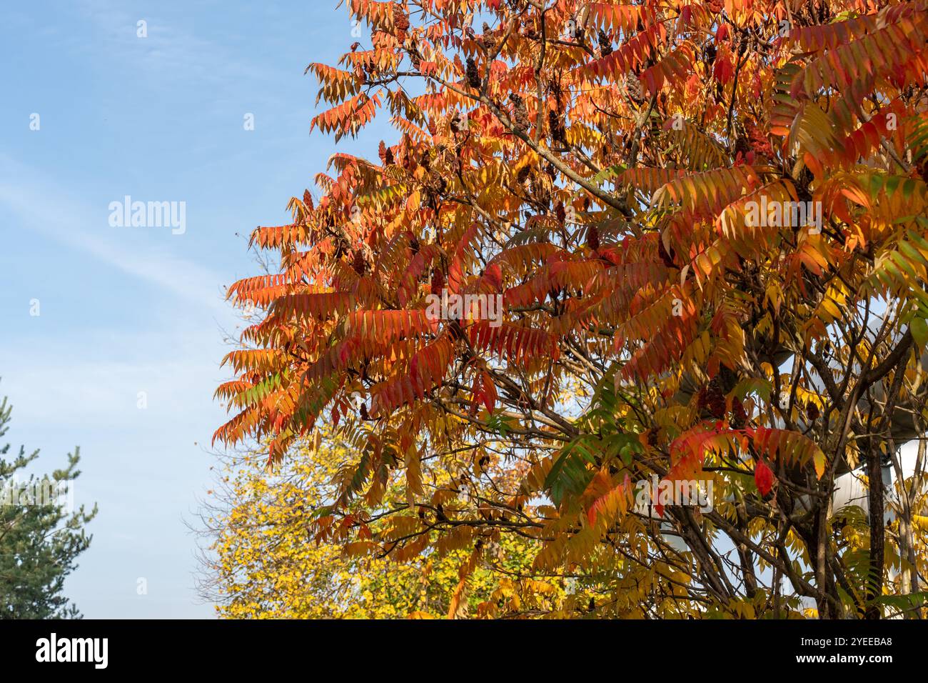 Red and orange fall leaves of sumac tree under clear blue sky on bright ...