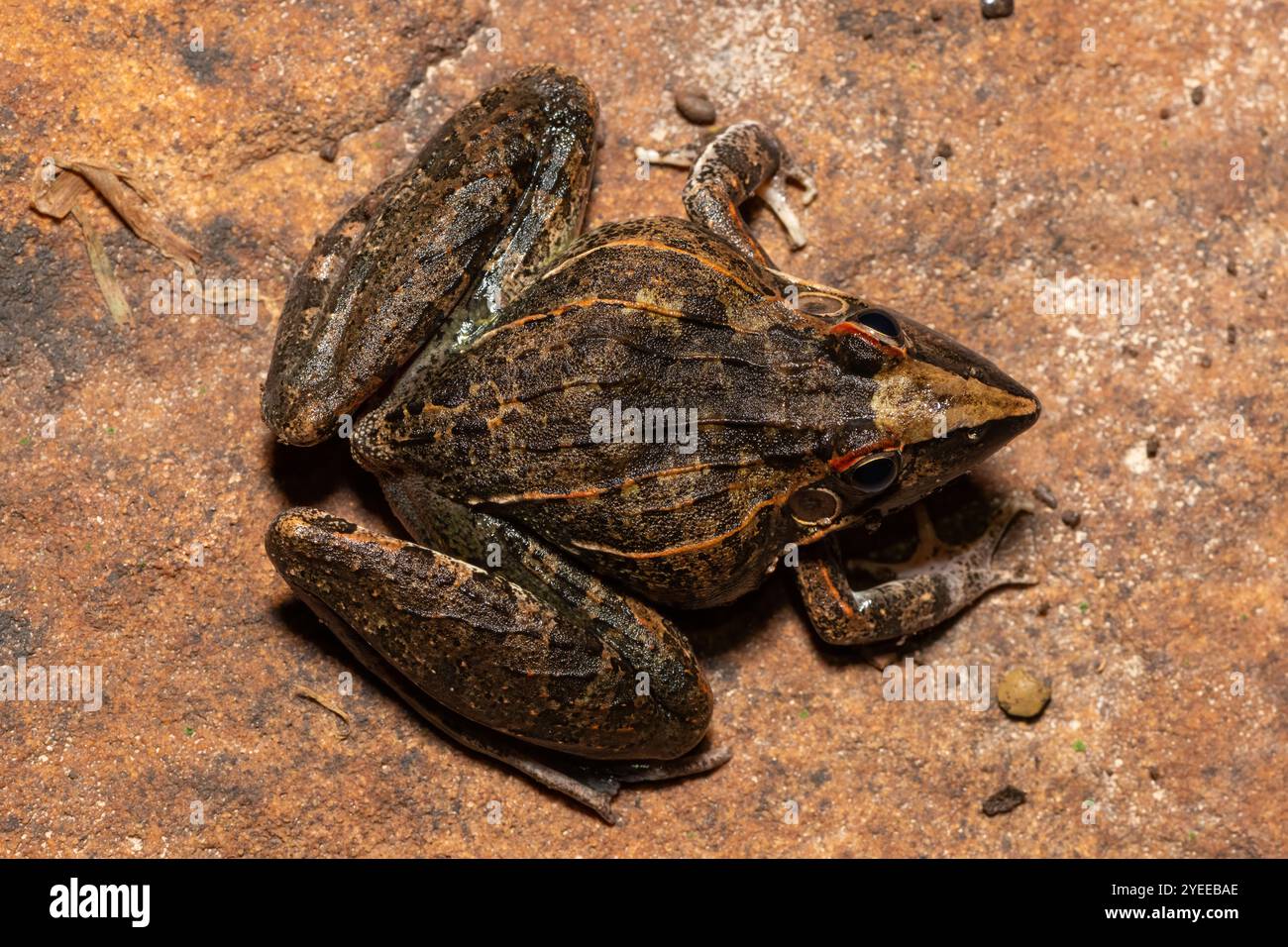 A beautiful Sharp-nosed Grass Frog (Ptychadena oxyrhynchus), also known ...