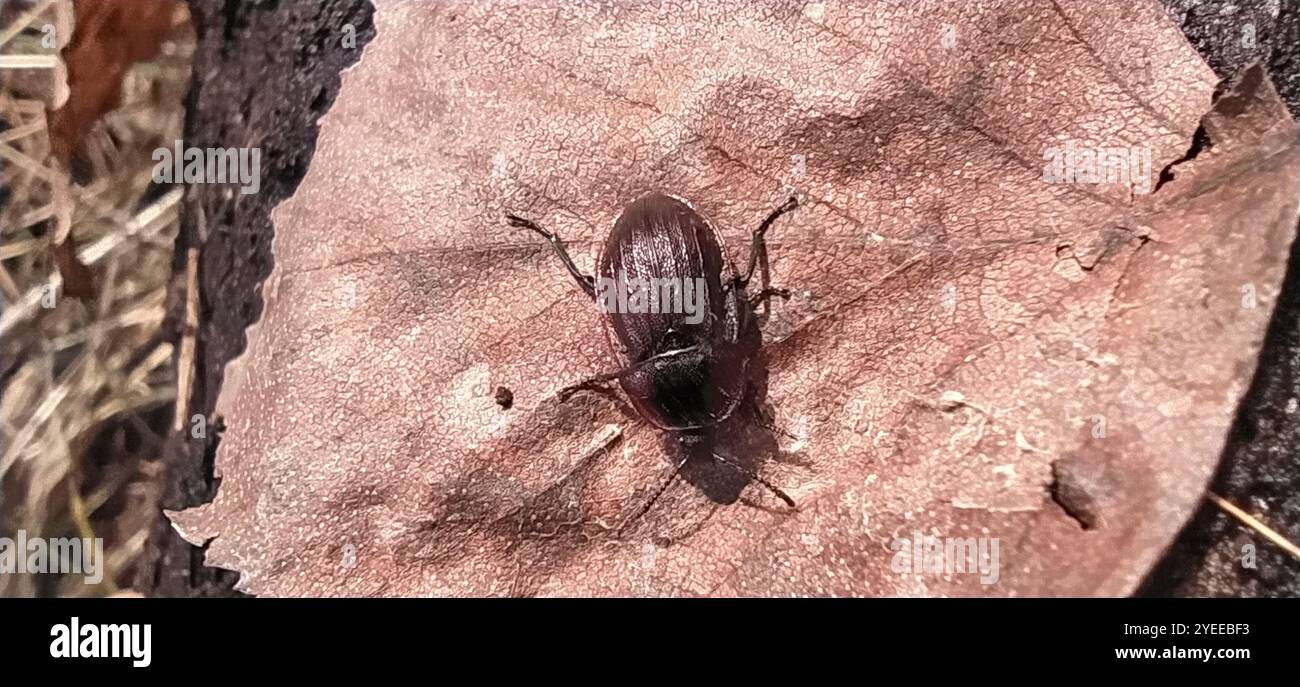 Black snail beetle (Phosphuga atrata Stock Photo - Alamy