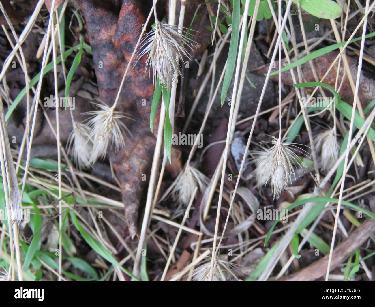 bristly dogtail grass (Cynosurus echinatus Stock Photo - Alamy