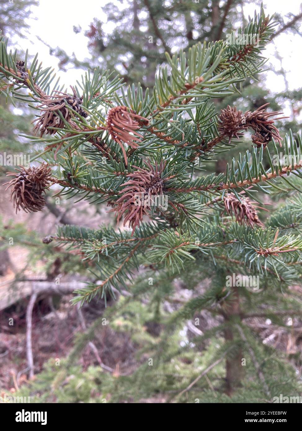 white spruce (Picea glauca Stock Photo - Alamy