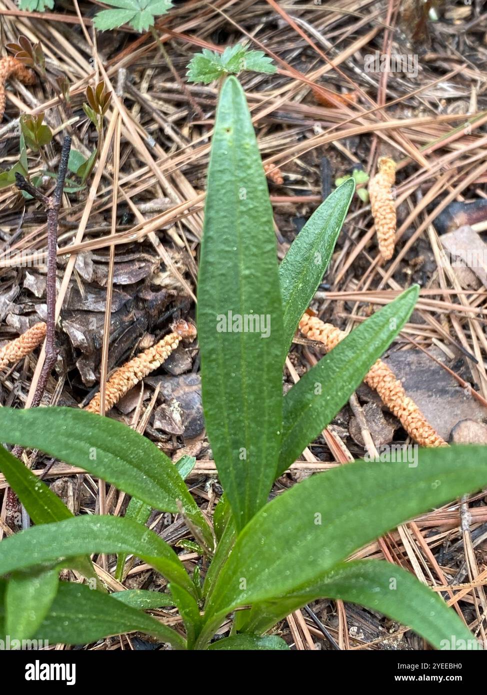 Oak Barrens Barbara's-Buttons (Marshallia legrandii Stock Photo - Alamy
