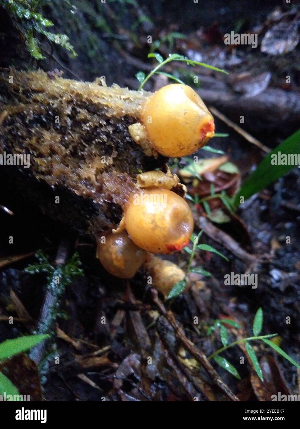 Calostoma hi-res stock photography and images - Alamy