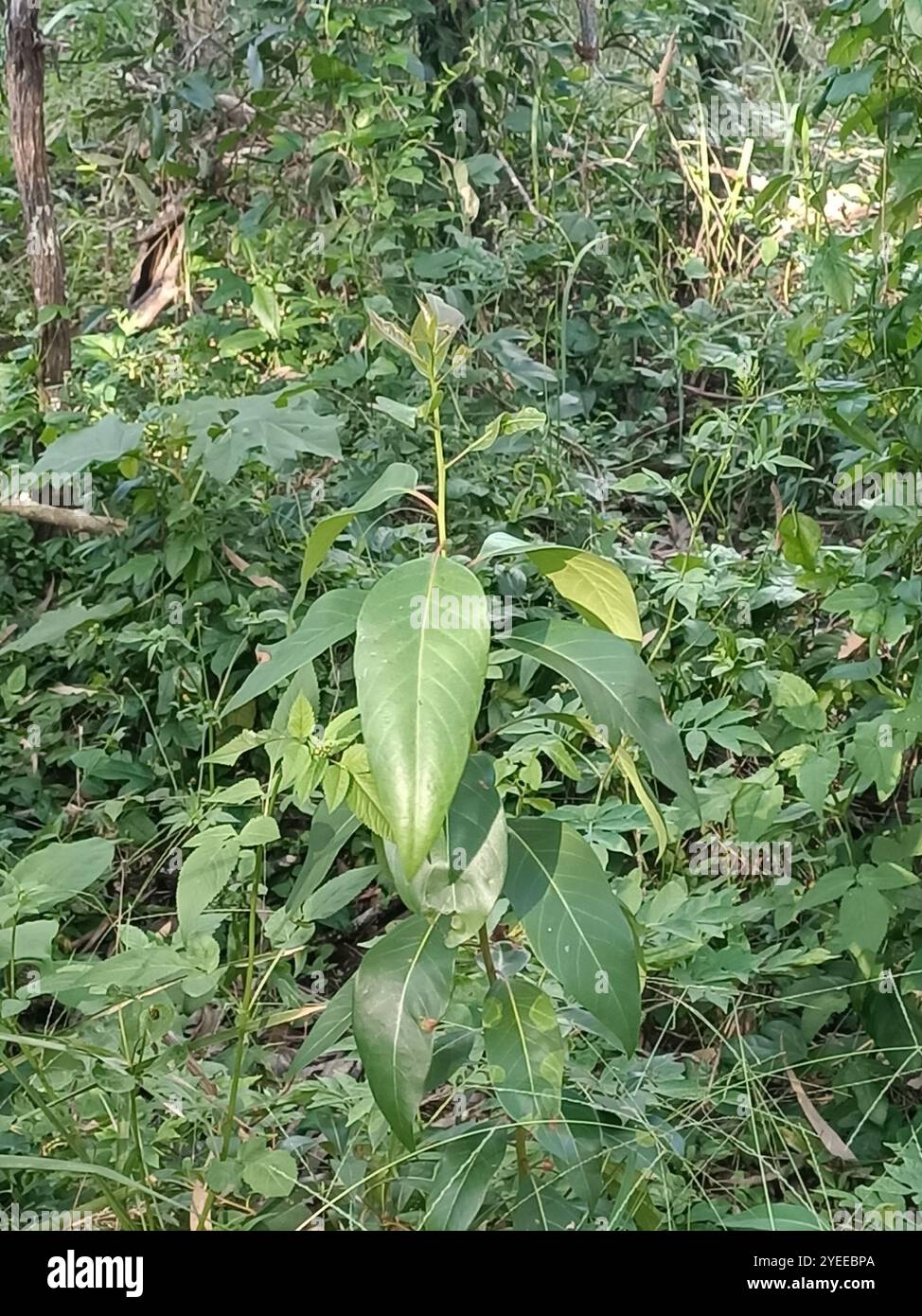 swamp box (Lophostemon suaveolens Stock Photo - Alamy