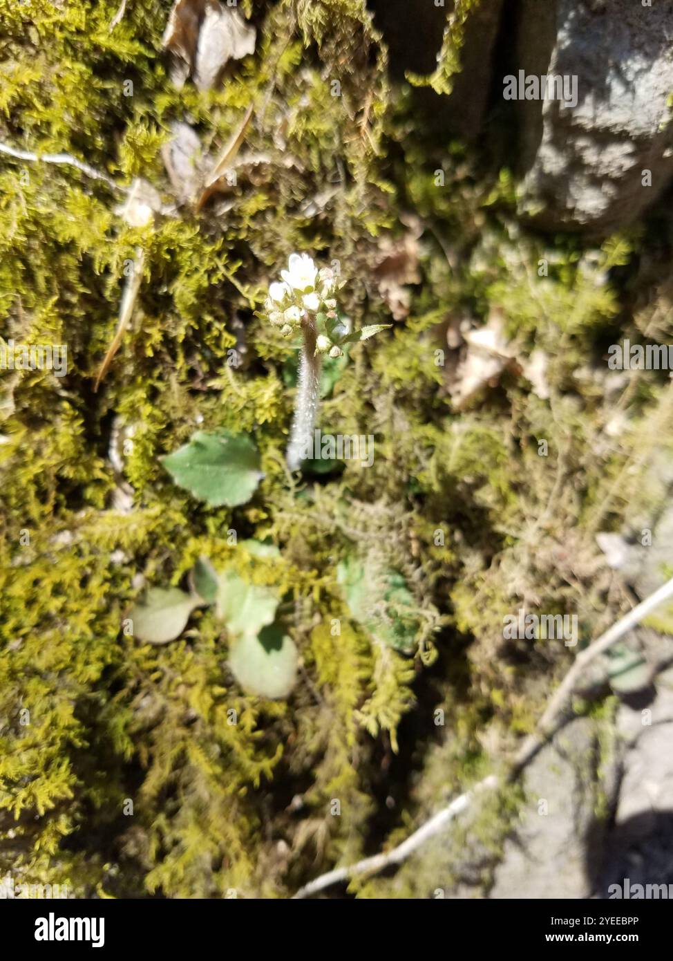 Micranthes virginiensis hi-res stock photography and images - Alamy