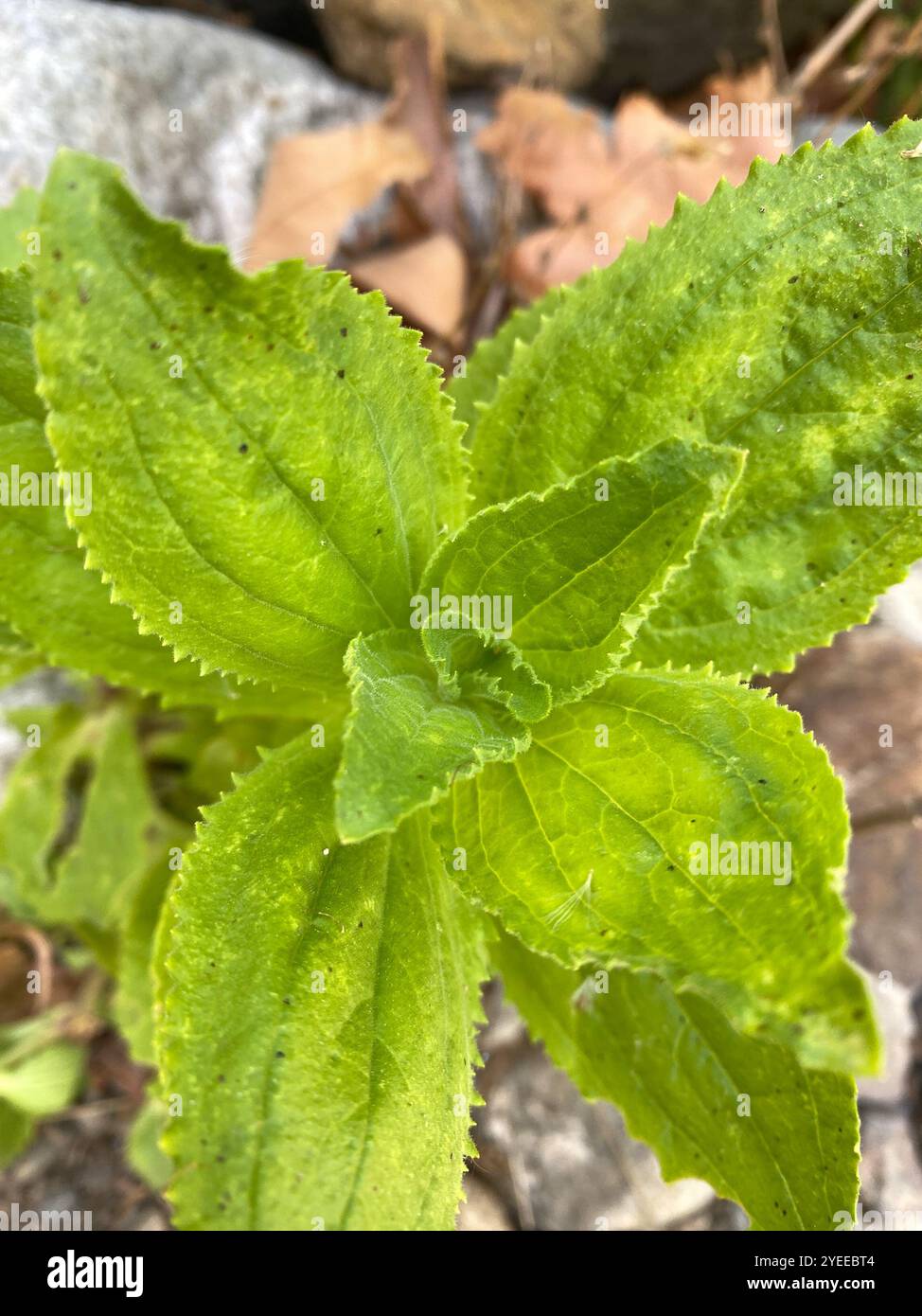 scarlet monkeyflower (Erythranthe cardinalis Stock Photo - Alamy