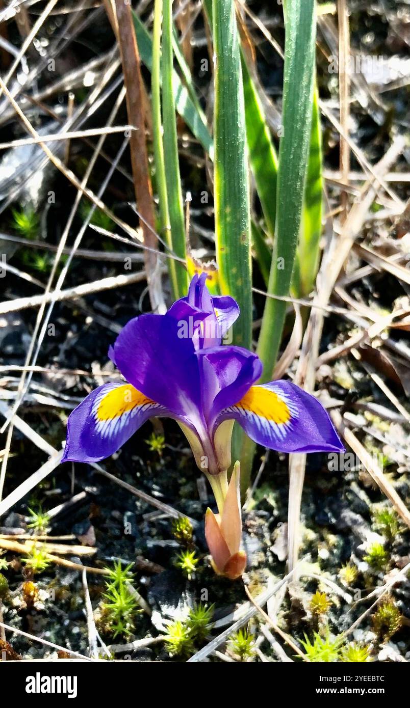 Iris verna hi-res stock photography and images - Alamy