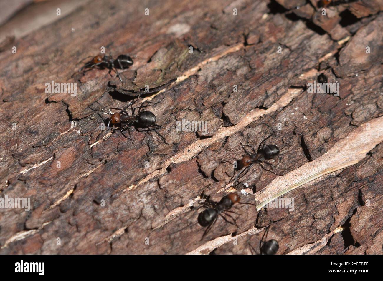 Western Thatching Ant (Formica obscuripes Stock Photo - Alamy