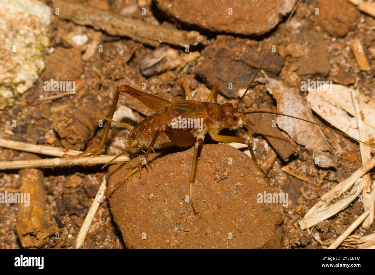 True Crickets and Allies (Grylloidea Stock Photo - Alamy