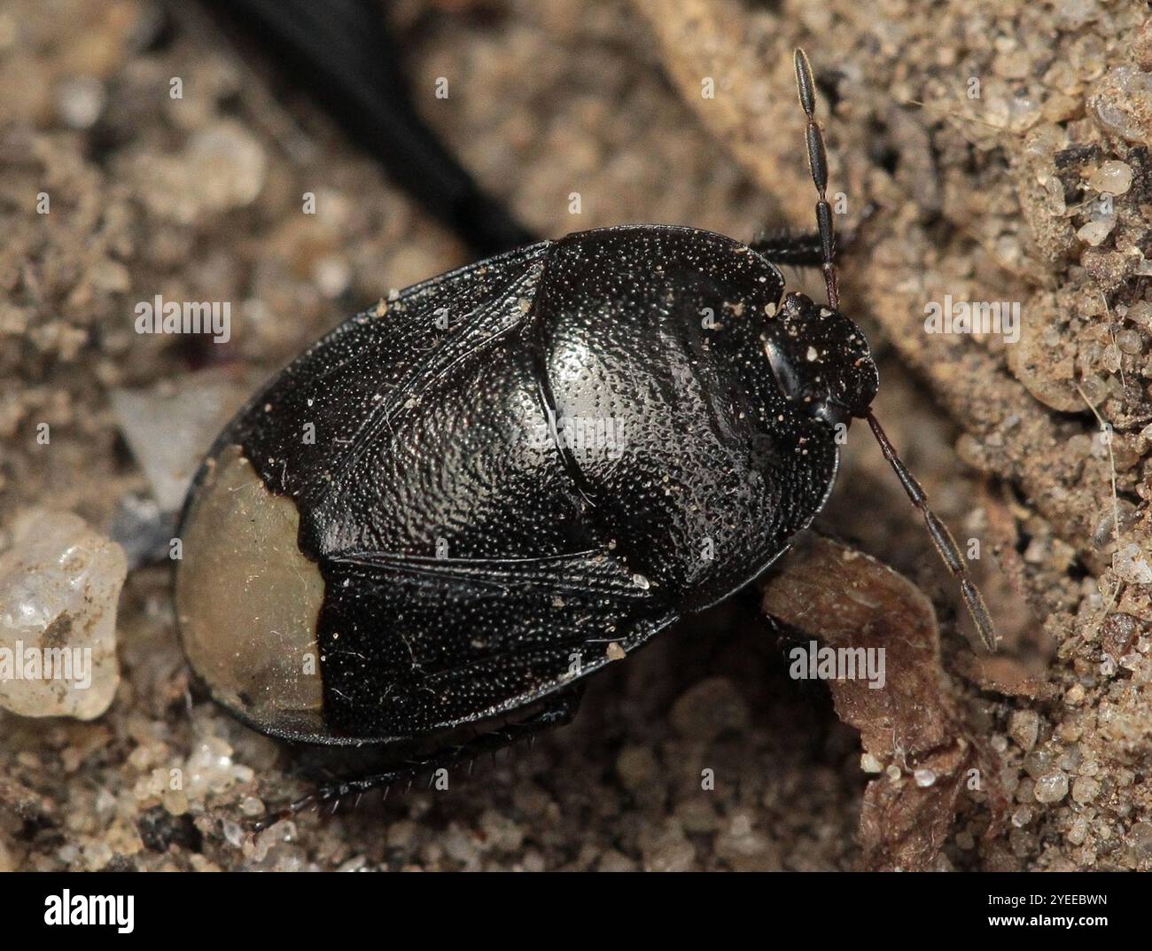 Sehirus hi-res stock photography and images - Alamy