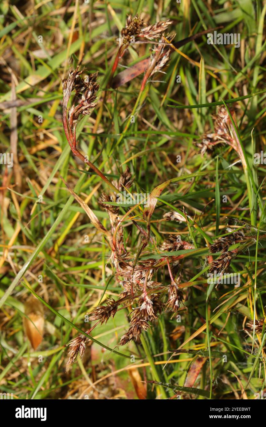 Field woodrush (Luzula campestris Stock Photo - Alamy