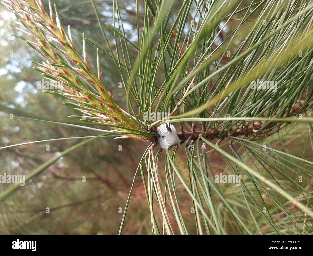 Spittlebugs and Froghoppers (Cercopoidea Stock Photo - Alamy