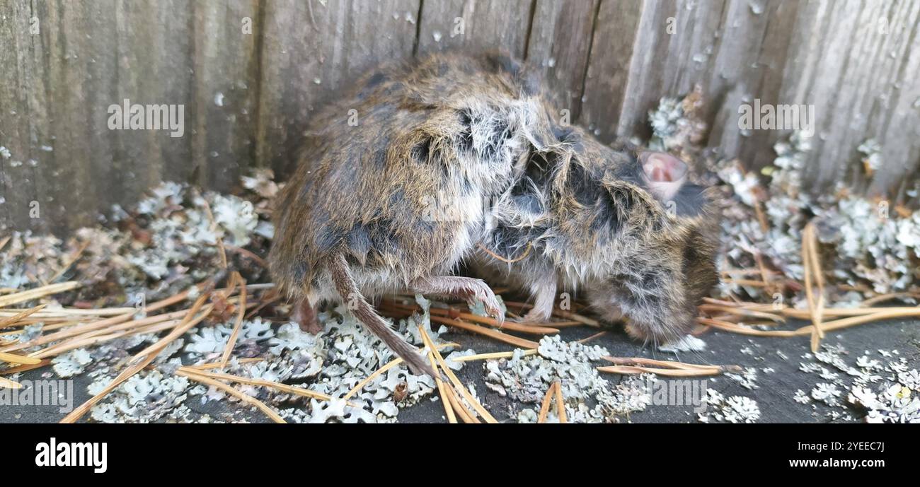 Common Vole (Microtus arvalis Stock Photo - Alamy