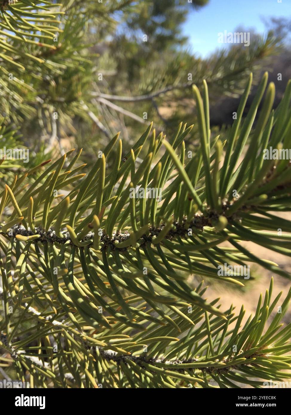 singleleaf pinyon (Pinus monophylla Stock Photo - Alamy