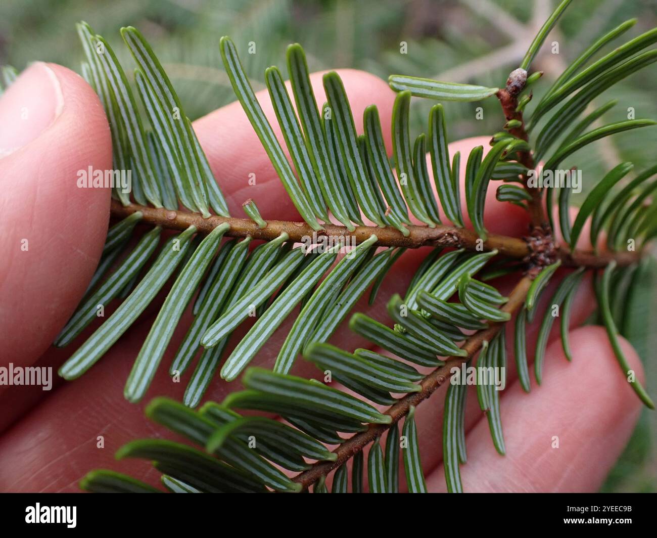 grand fir (Abies grandis Stock Photo - Alamy