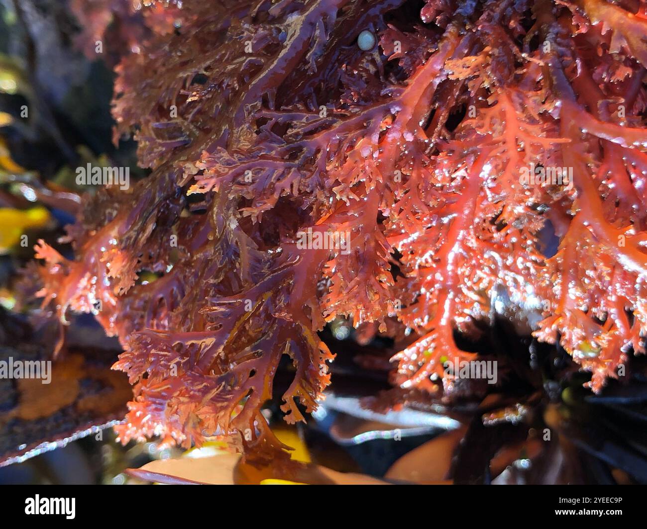 Plocamium cartilagineum hi-res stock photography and images - Alamy