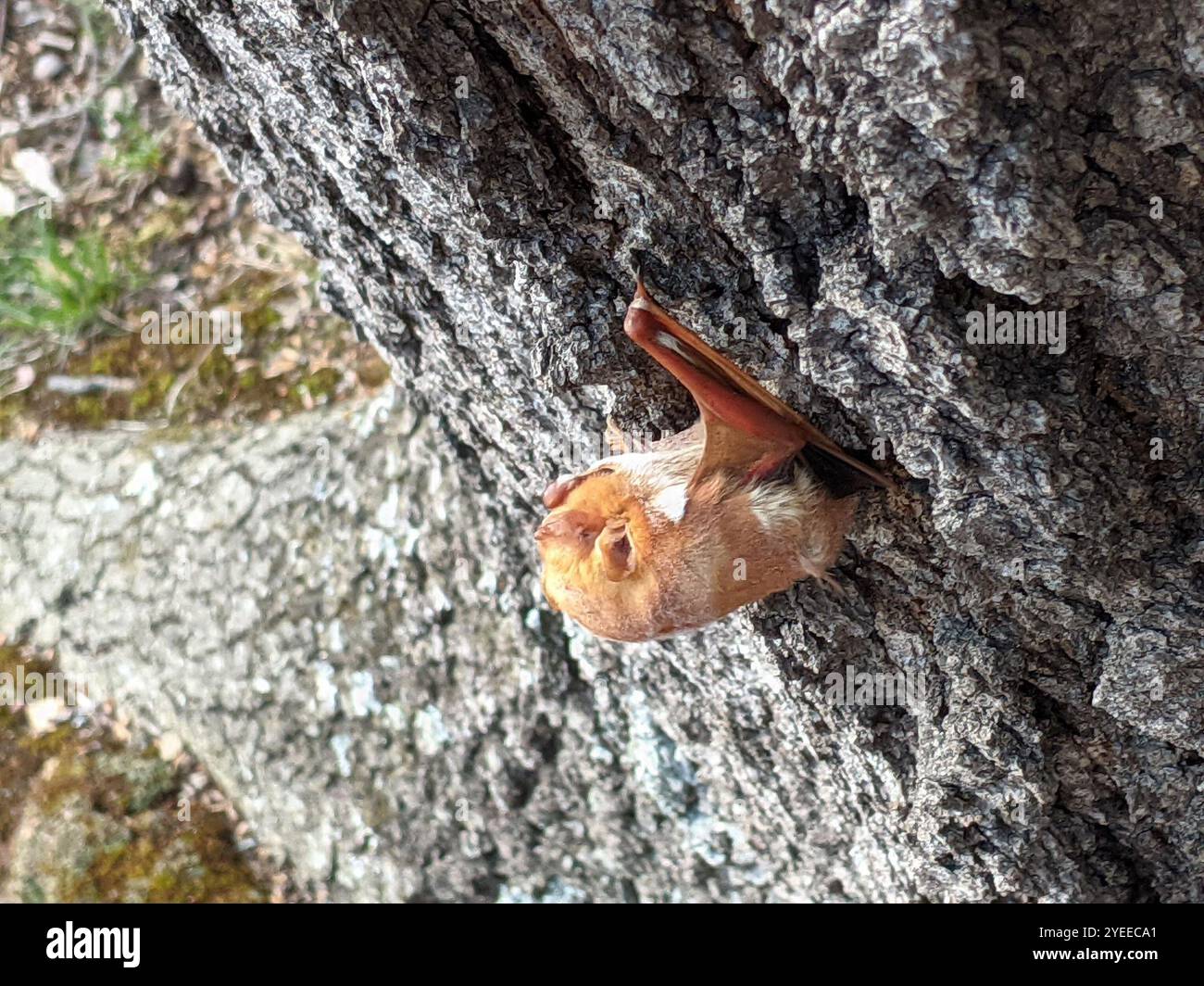 Eastern Red Bat (Lasiurus borealis Stock Photo - Alamy