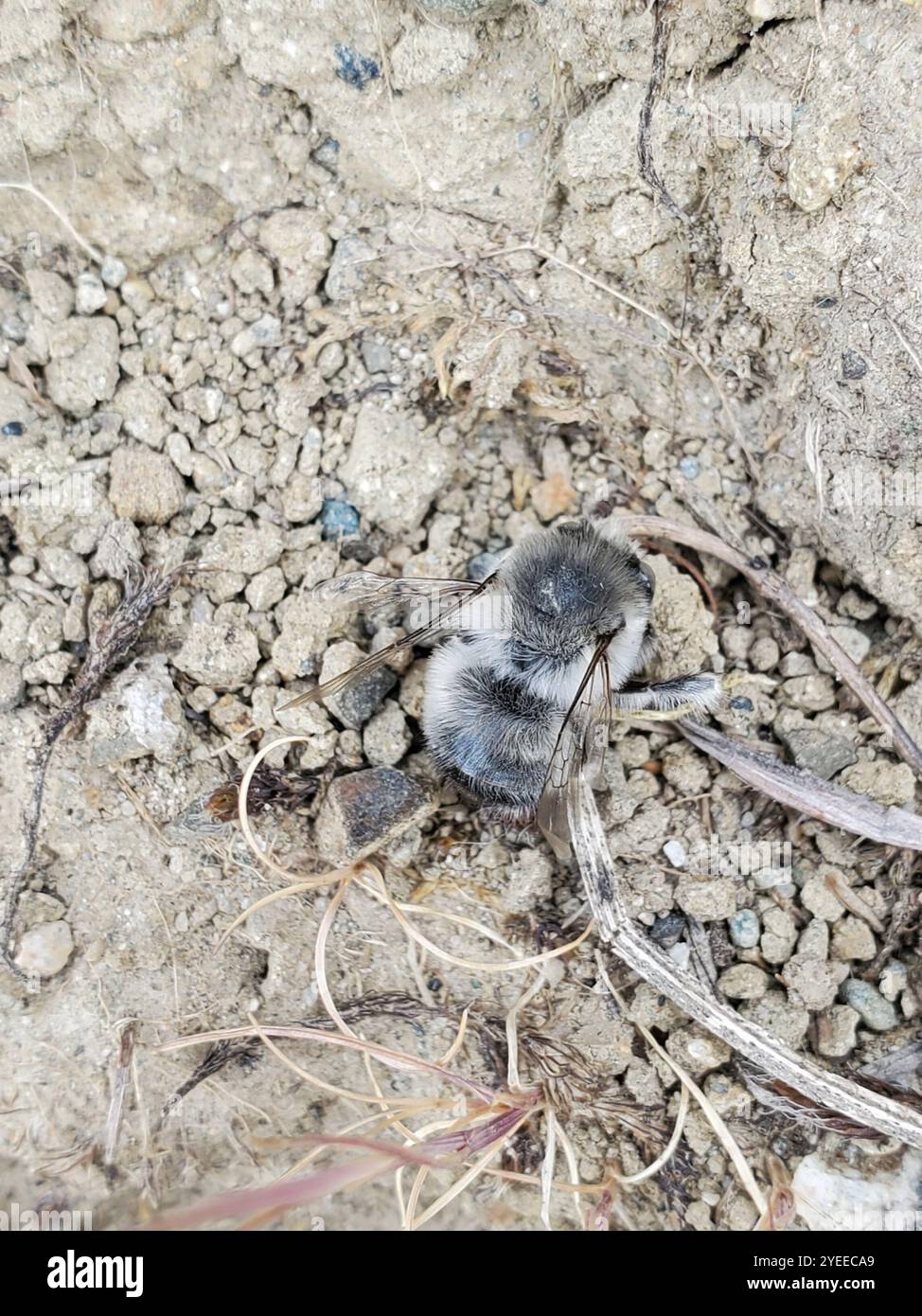 Common Digger Bees (Anthophora Stock Photo - Alamy