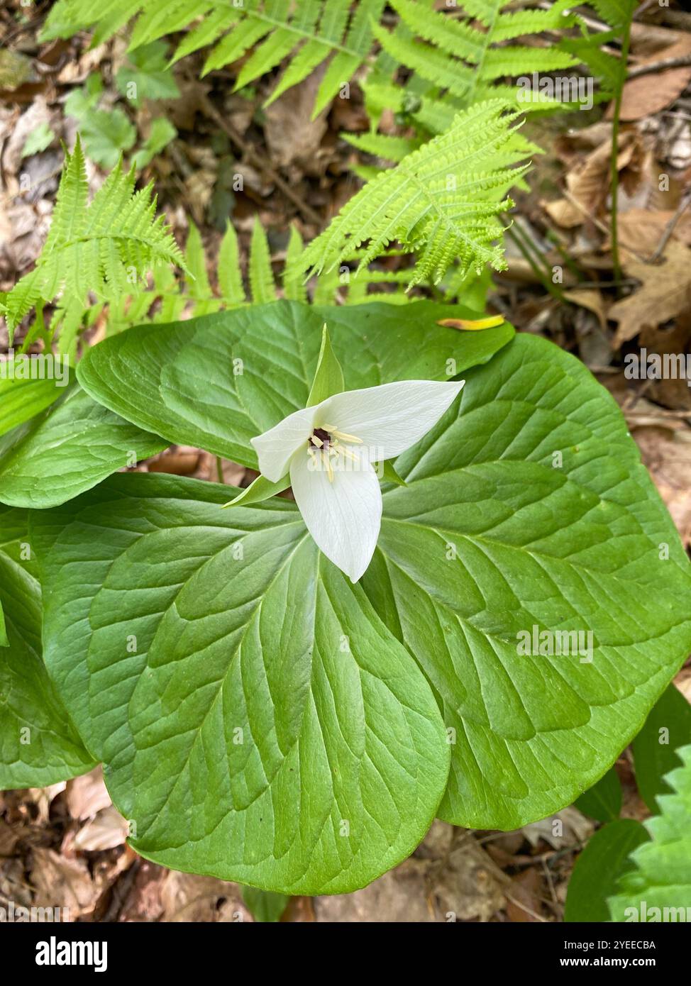 Jewelled wakerobin hi-res stock photography and images - Alamy