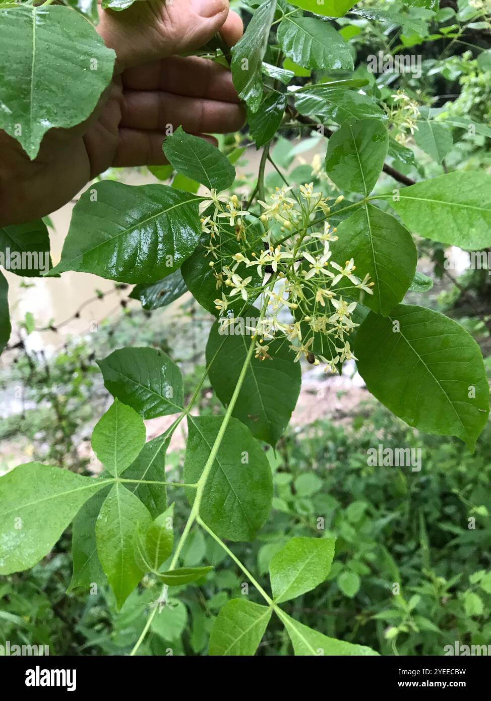 common hoptree (Ptelea trifoliata Stock Photo - Alamy