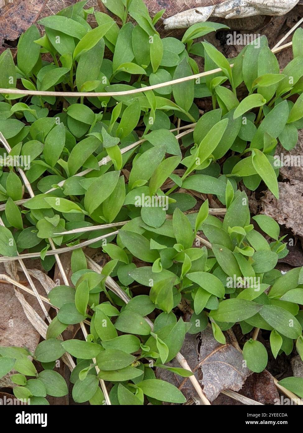 Japanese stiltgrass (Microstegium vimineum Stock Photo - Alamy