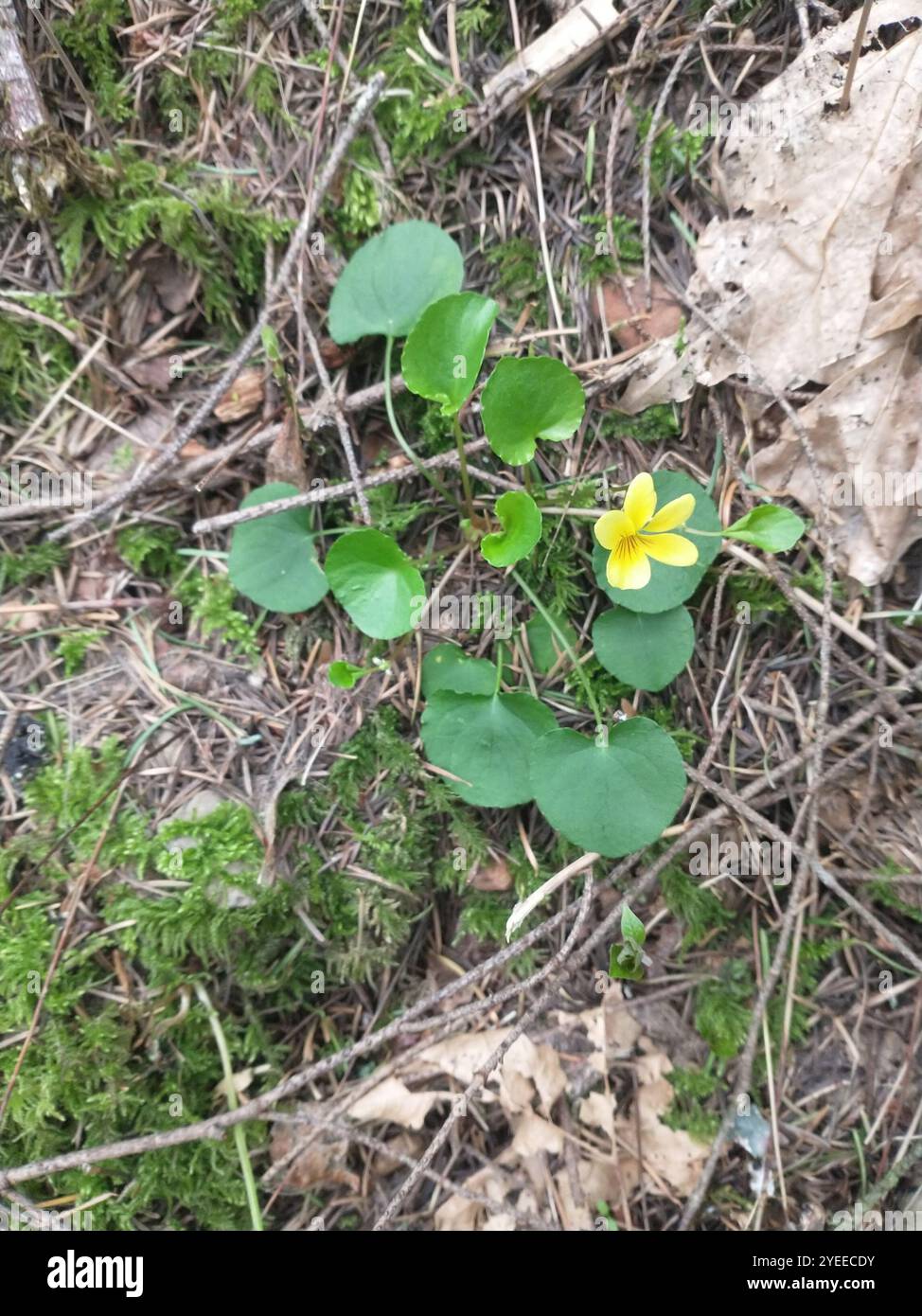 Redwood violet hi-res stock photography and images - Alamy