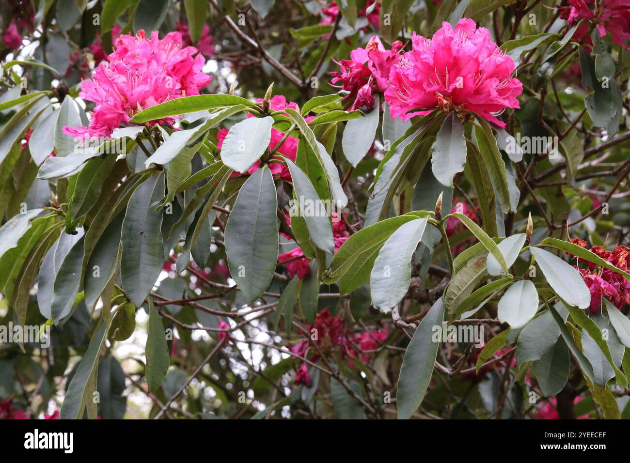Common Rhododendron (Rhododendron ponticum Stock Photo - Alamy