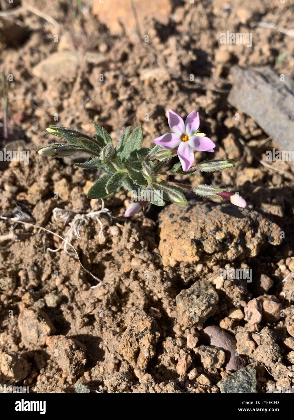 Longleaf Phlox (Phlox longifolia Stock Photo - Alamy