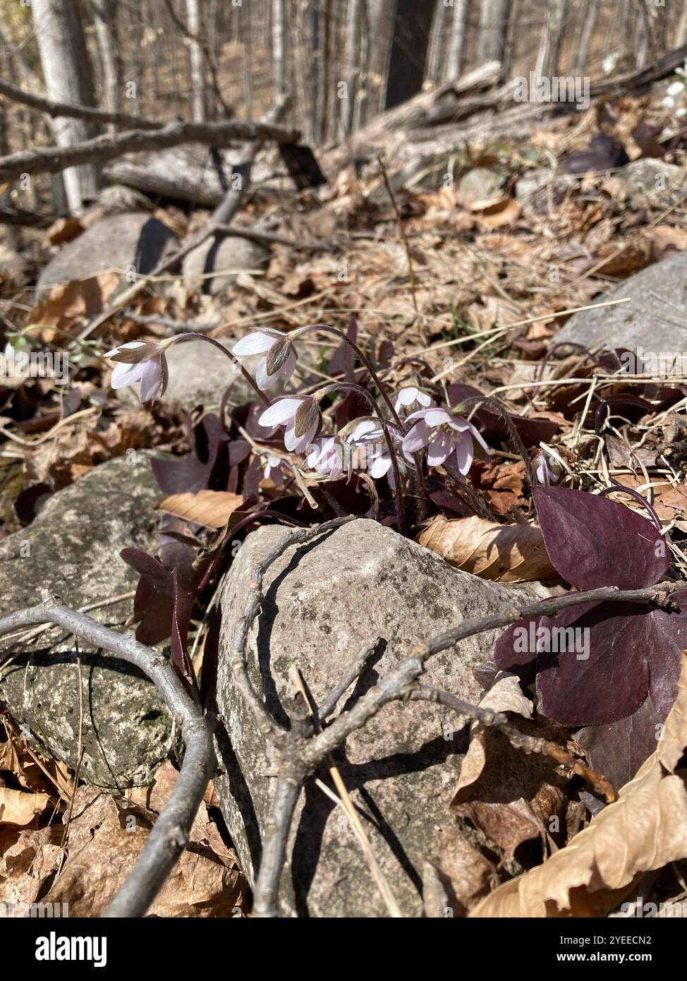 sharp-lobed hepatica (Hepatica acutiloba Stock Photo - Alamy