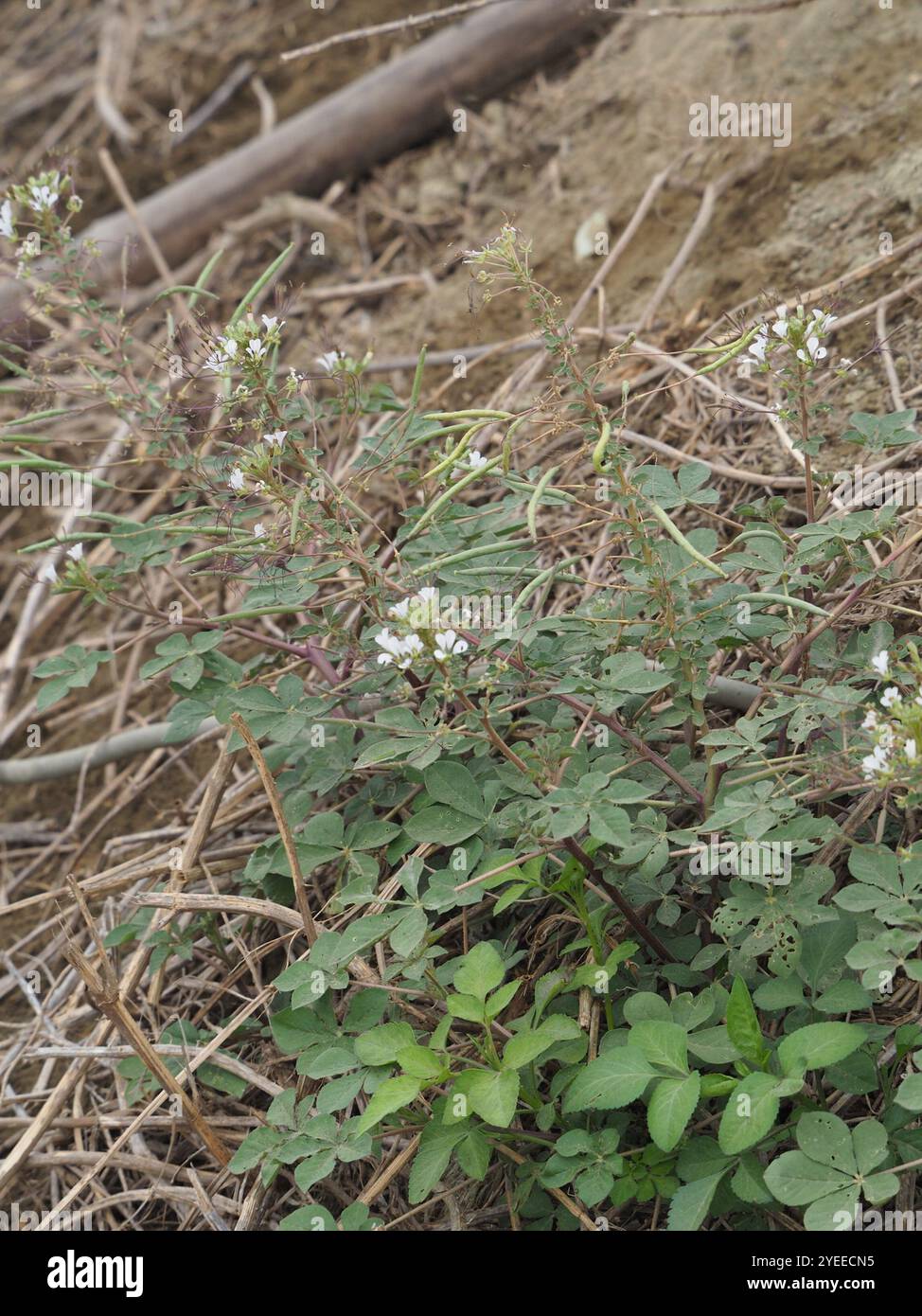 Spiderwisp (Cleome gynandra Stock Photo - Alamy