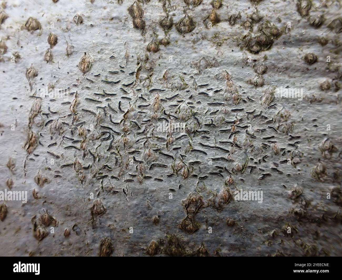 Common Script Lichen (Graphis scripta Stock Photo - Alamy