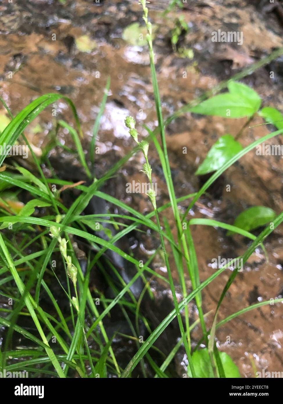 Festival Sedge (Carex tribuloides sangamonensis Stock Photo - Alamy
