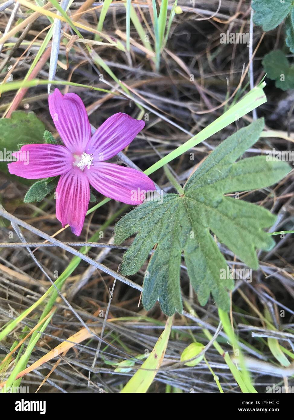 Sidalcea malviflora hi-res stock photography and images - Alamy