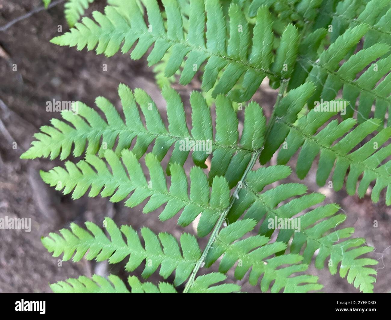 Dryopteris arguta hi-res stock photography and images - Alamy