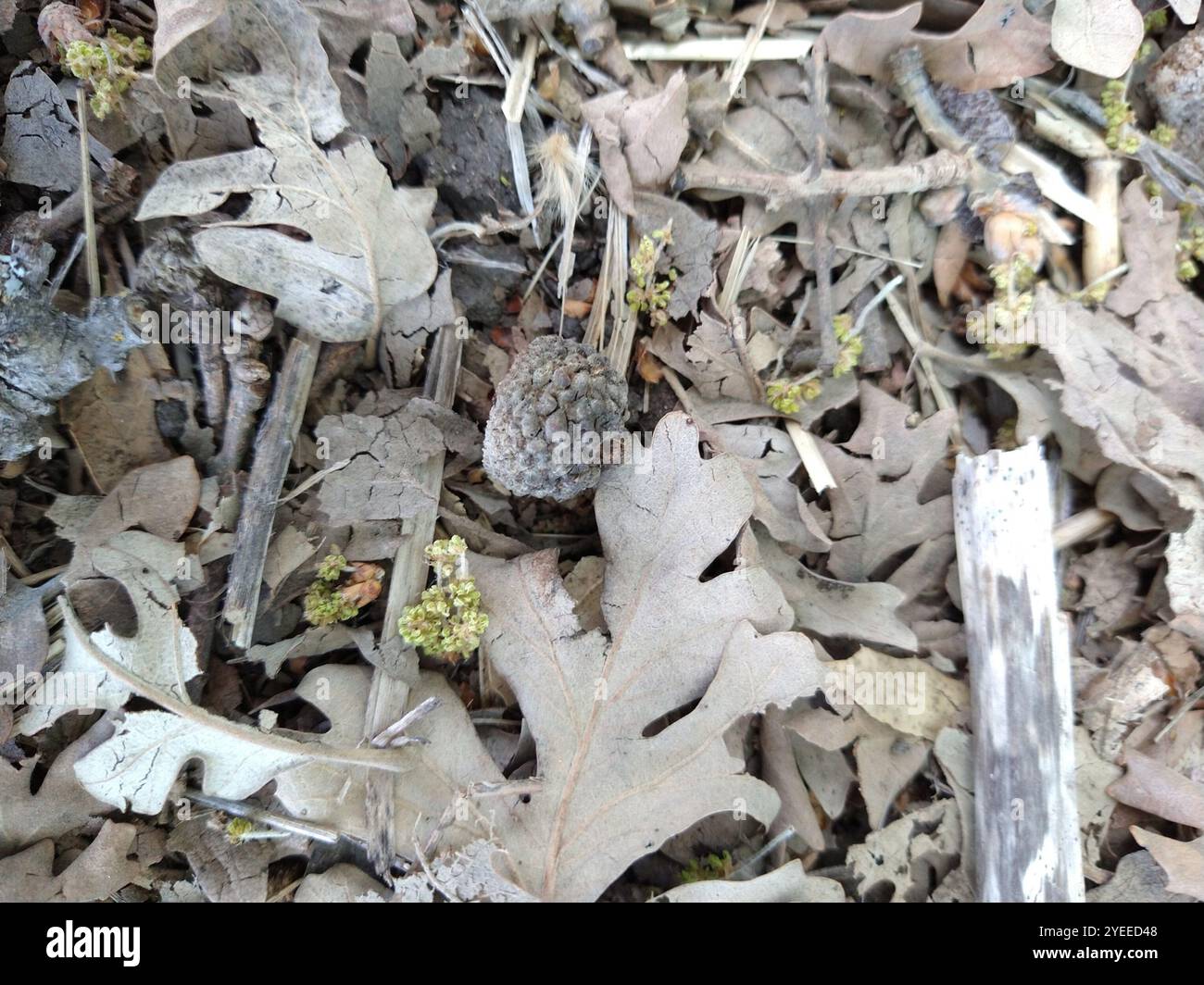 valley oak (Quercus lobata Stock Photo - Alamy