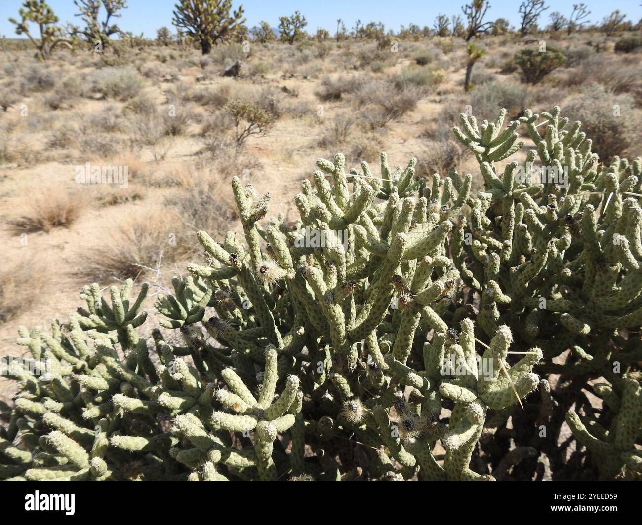 Branched Pencil Cholla (Cylindropuntia ramosissima Stock Photo - Alamy