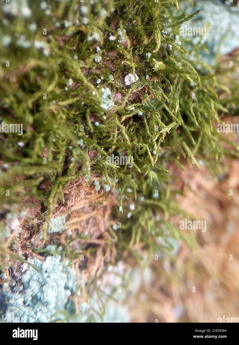 Creeping feather moss hi-res stock photography and images - Alamy