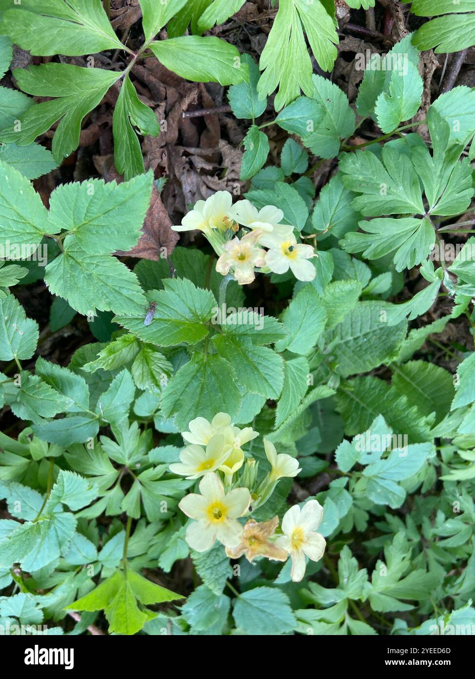 Oxlip (Primula elatior Stock Photo - Alamy