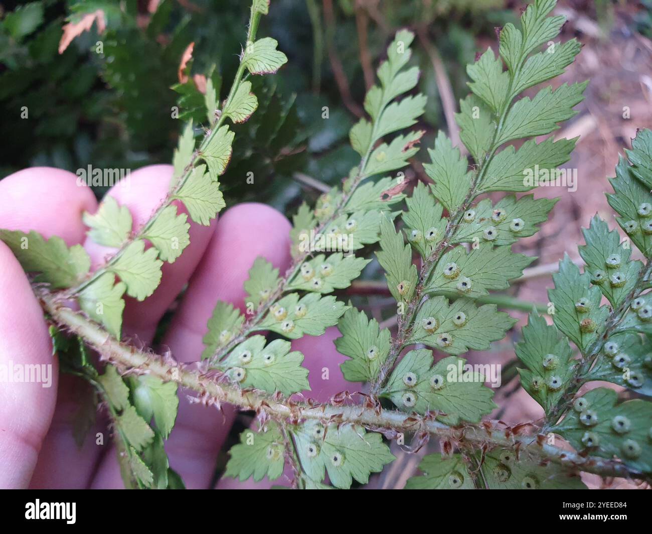 Prickly shield fern hi-res stock photography and images - Alamy