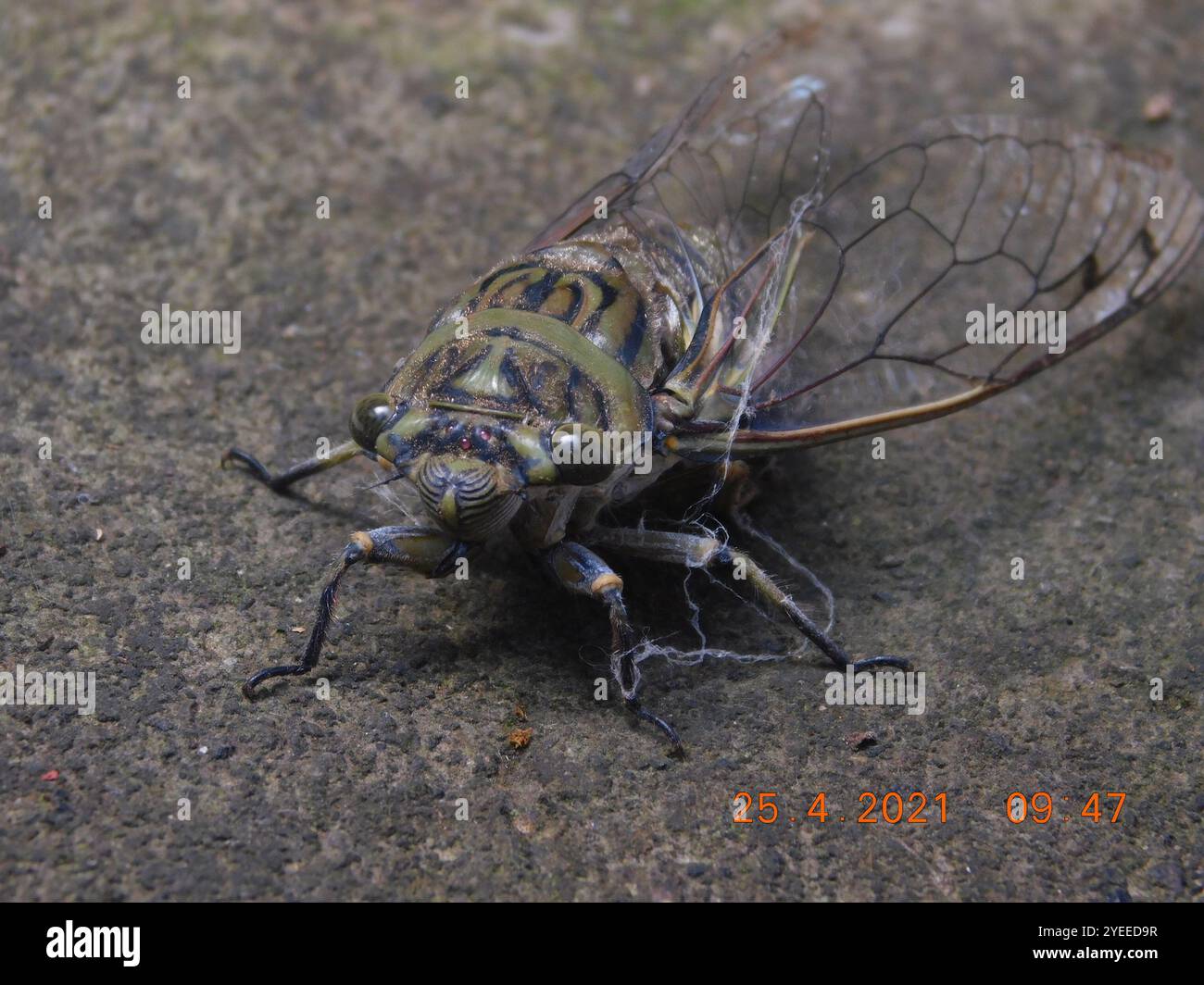 Giant Cicada (Quesada gigas Stock Photo - Alamy