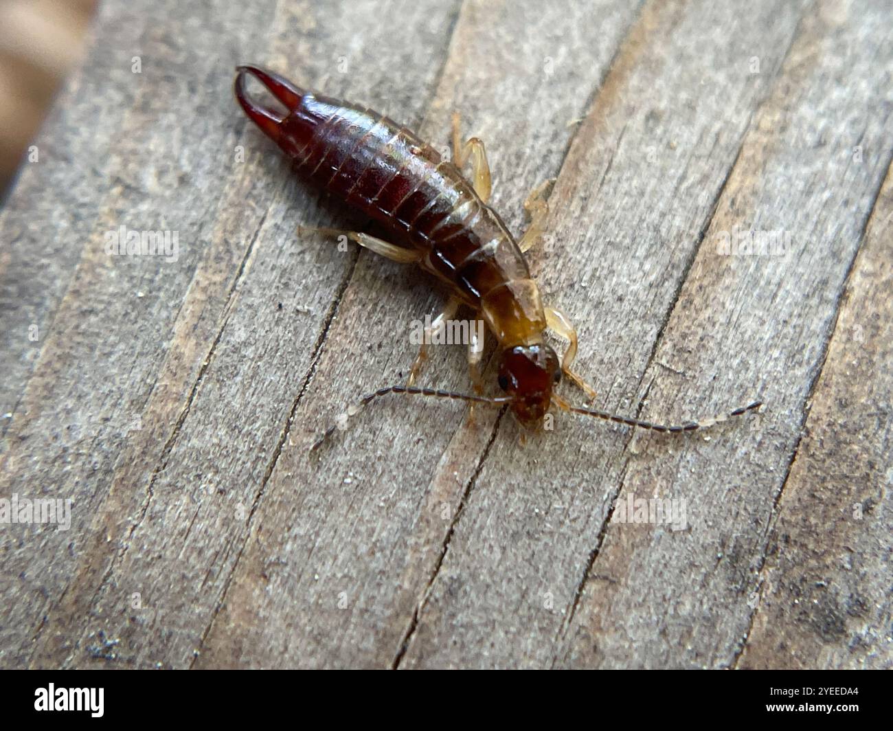 Ring-legged Earwig (Euborellia annulipes Stock Photo - Alamy