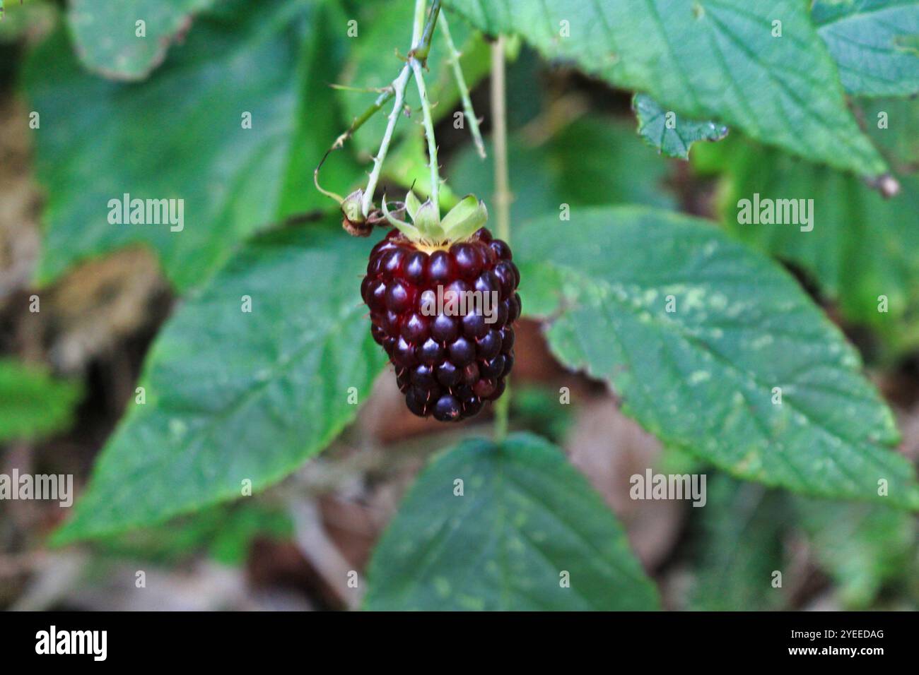 Andean Raspberry (Rubus glaucus Stock Photo - Alamy