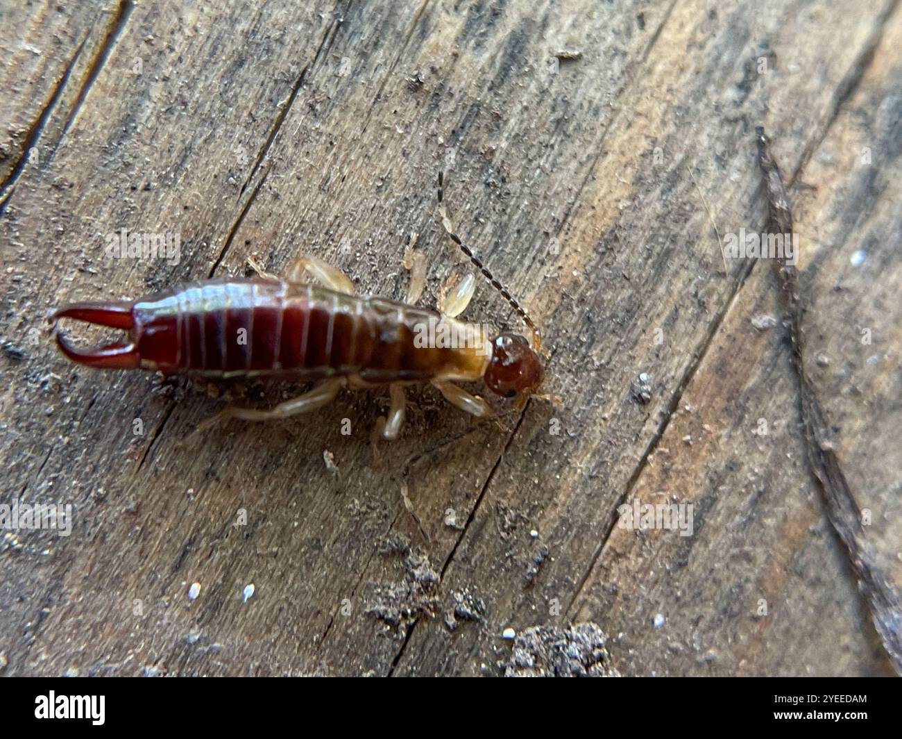 Ring-legged Earwig (Euborellia annulipes Stock Photo - Alamy