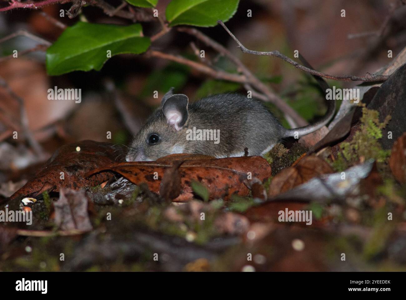 Western Deer Mouse (Peromyscus sonoriensis Stock Photo - Alamy