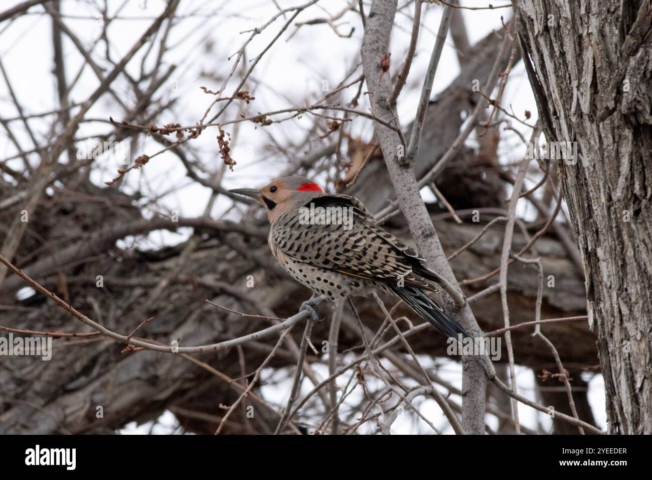 Northern Yellow-shafted Flicker (Colaptes auratus luteus Stock Photo ...