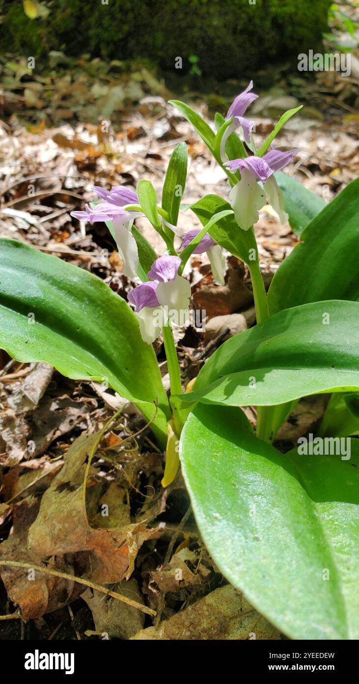Galearis spectabilis hi-res stock photography and images - Alamy