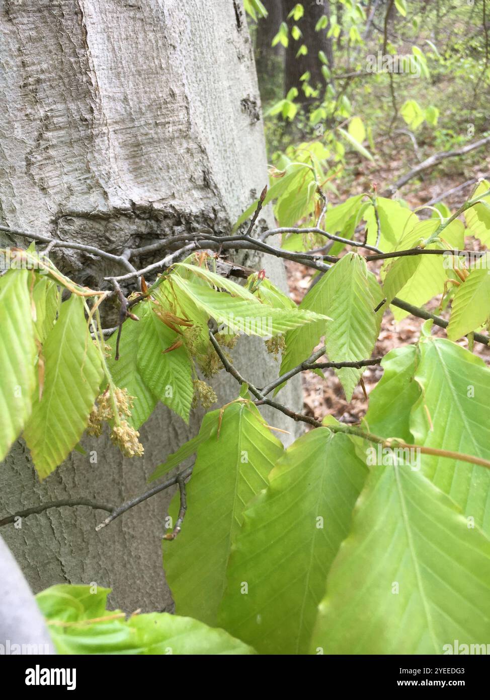 American beech (Fagus grandifolia Stock Photo - Alamy