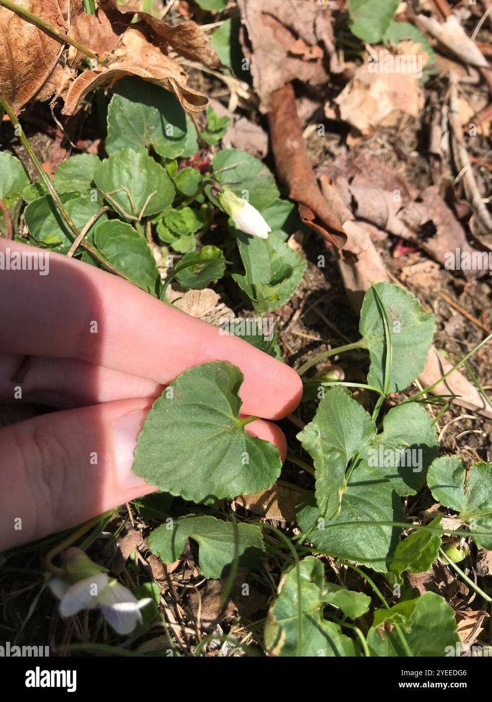 northern white violet (Viola minuscula Stock Photo - Alamy